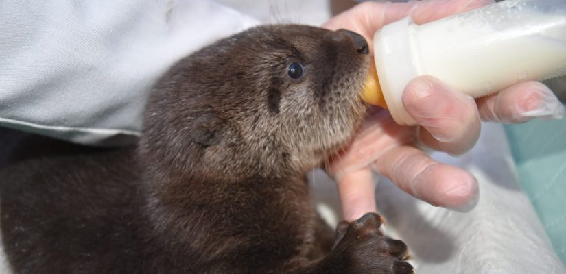 After almost a year in BC SPCA care, 3 orphaned otters released into ...