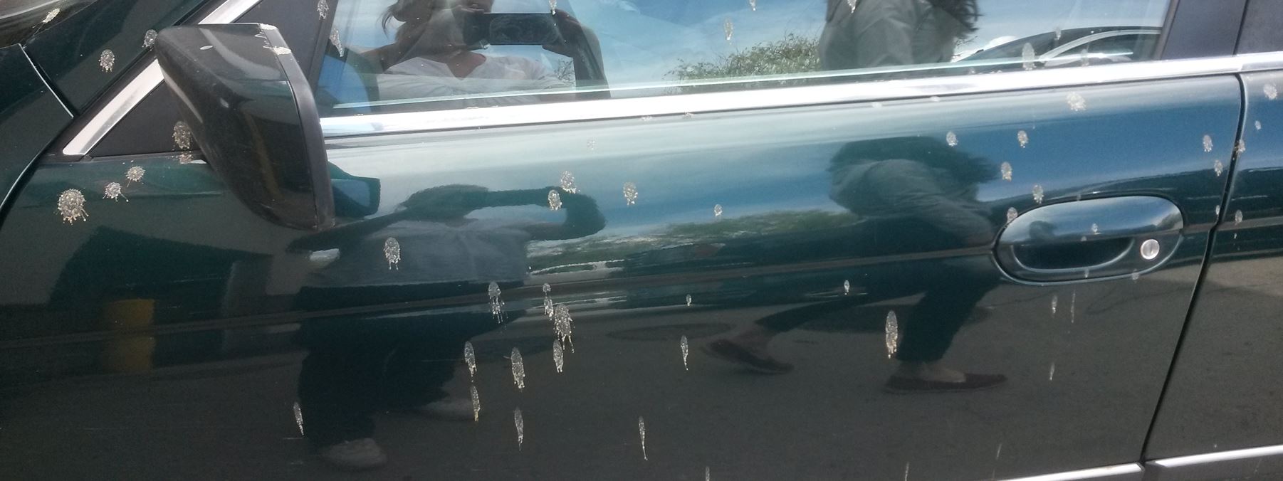 ‘Our car was inundated with liquid poo falling from the sky’: Kelowna ...
