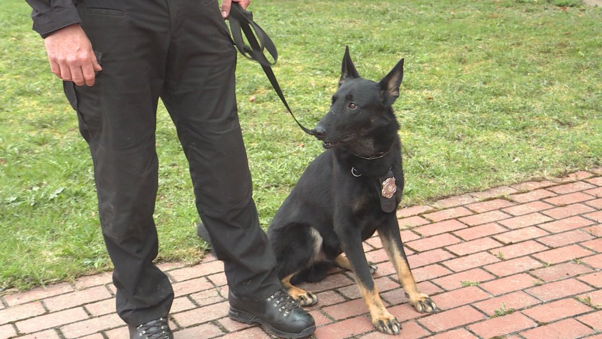 Meet the newest, cutest and furriest members of the Halifax Regional ...