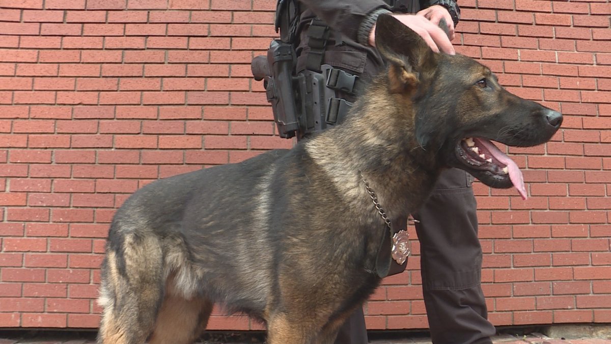 Meet the newest, cutest and furriest members of the Halifax Regional ...