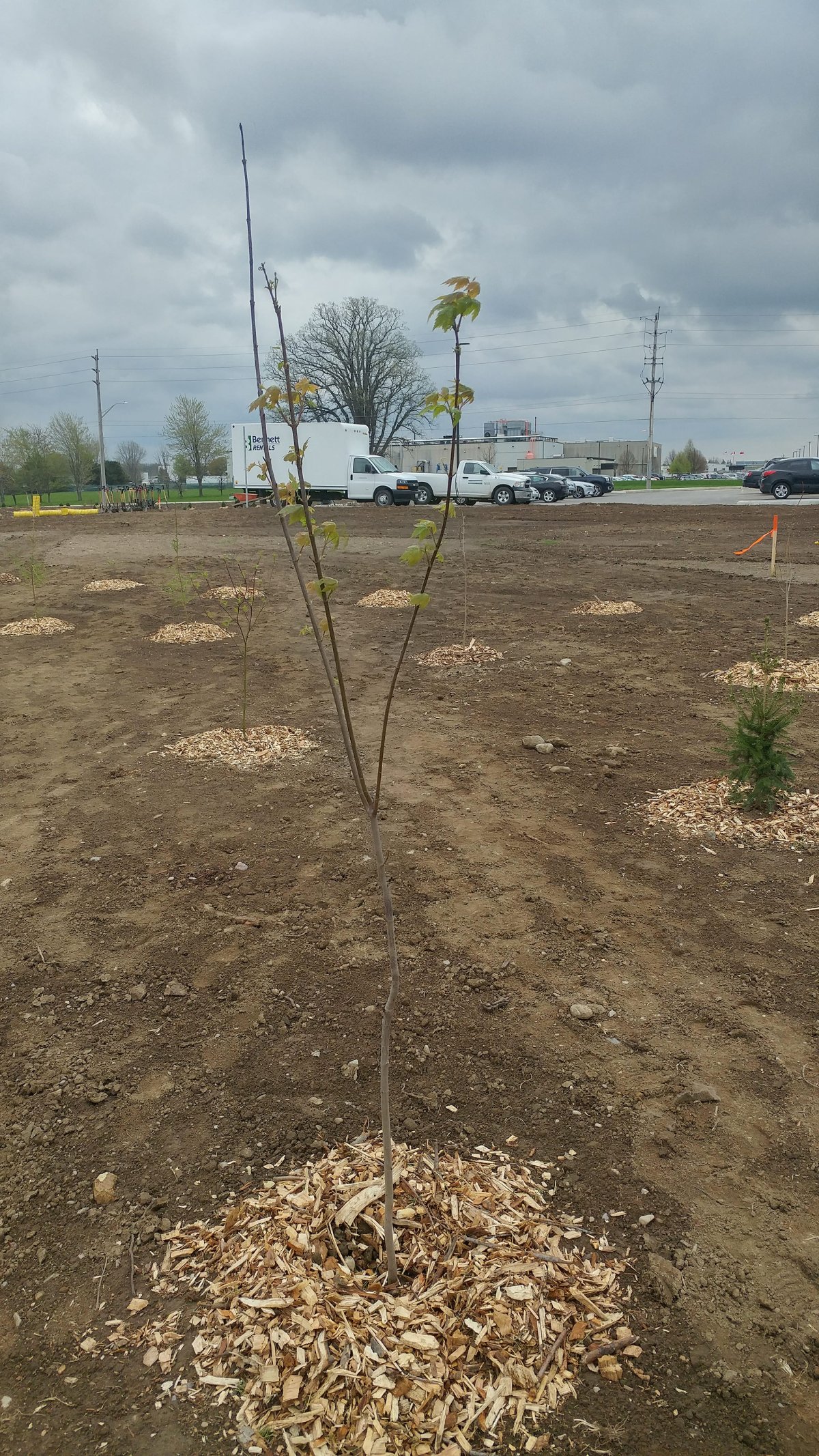 Conservation authority, London construction company partner in tree ...