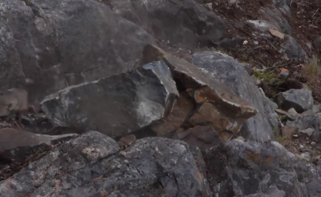 Boulders were blasted on to a Canada goose nest. But fate saved the ...