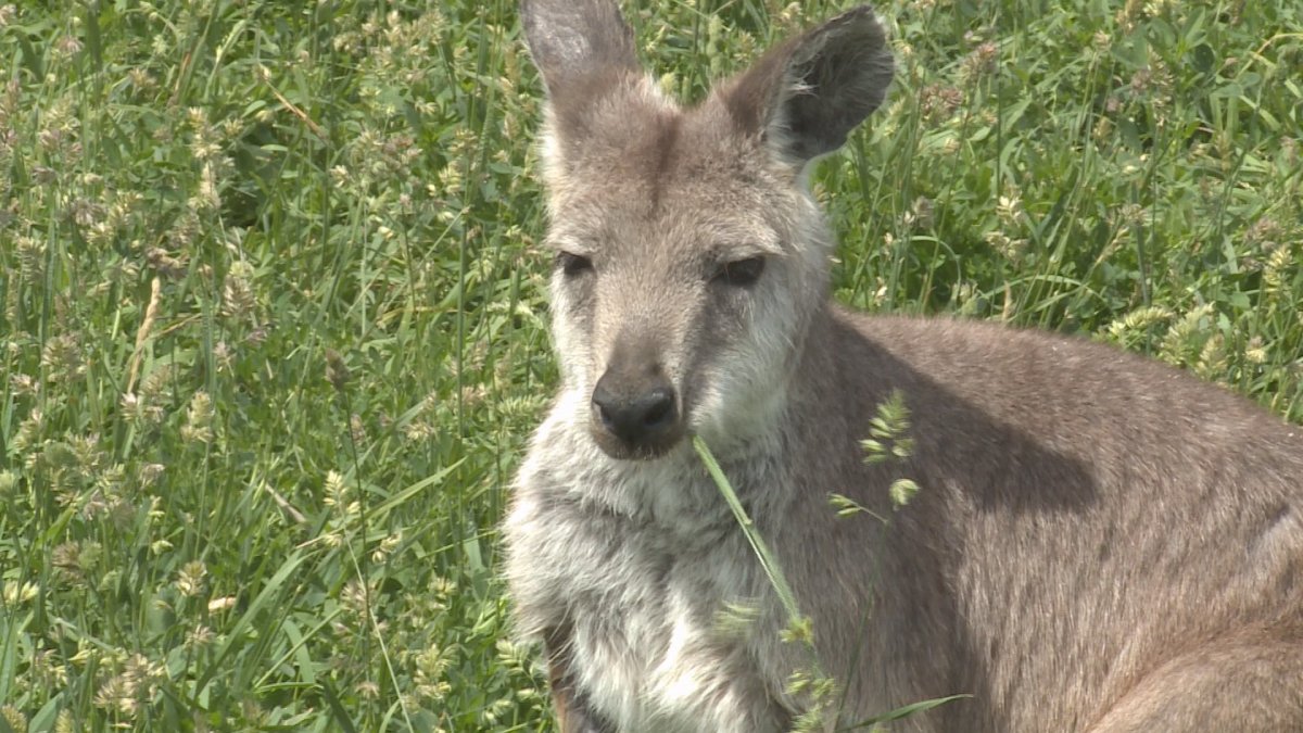 Lake Country kangaroo farm is hopping over to Kelowna | Globalnews.ca