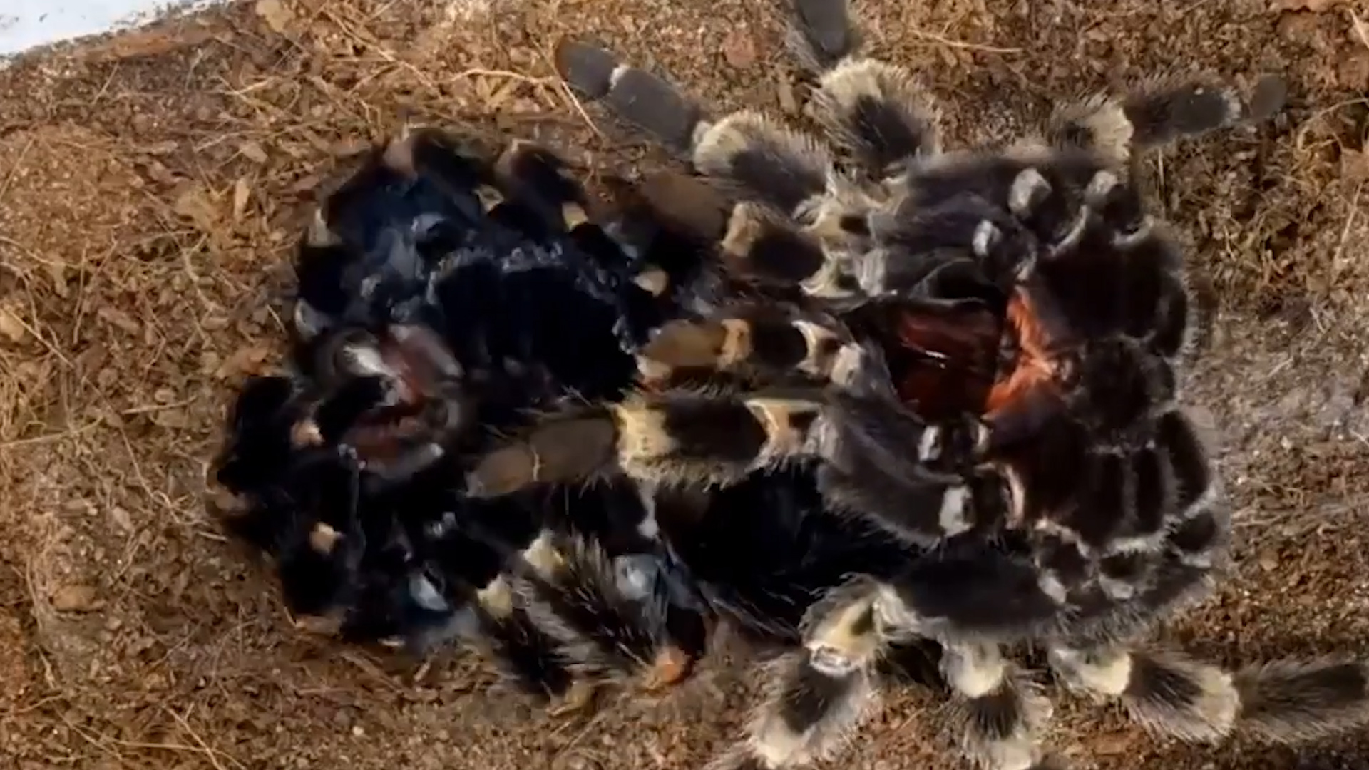 Timelapse captures seven-hour process of tarantula moulting - National ...