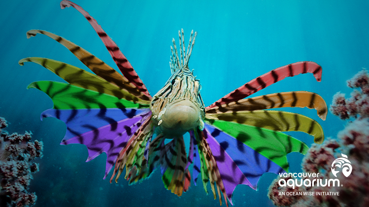Celebrate The FIERCEST Animals in the Sea at Vancouver Aquarium’s After ...