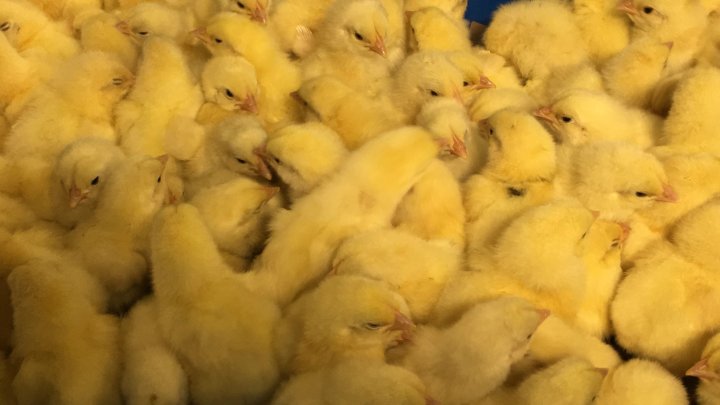 Port Hope chicken hatchery Curtis Chicks unveils $8-million expansion ...
