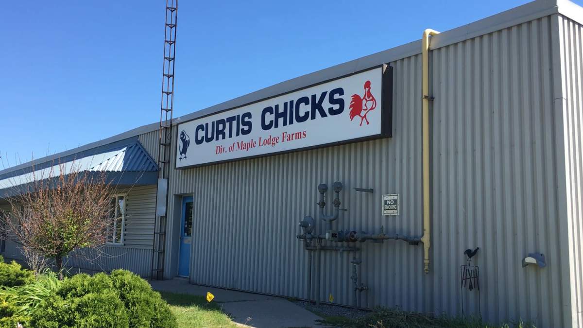 Port Hope chicken hatchery Curtis Chicks unveils $8-million expansion ...