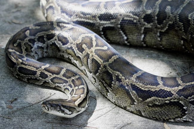 Indonesian woman found dead inside belly of giant python - National ...