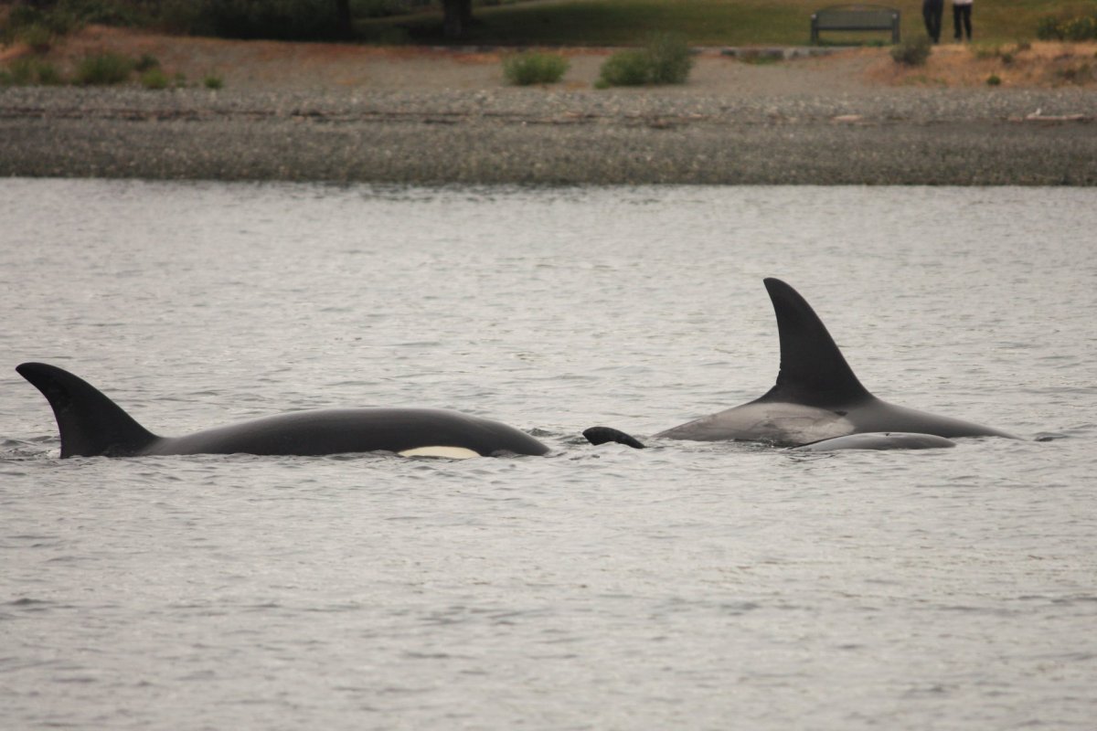 Visitors to Victoria’s inner harbour get rare orca whale show ...