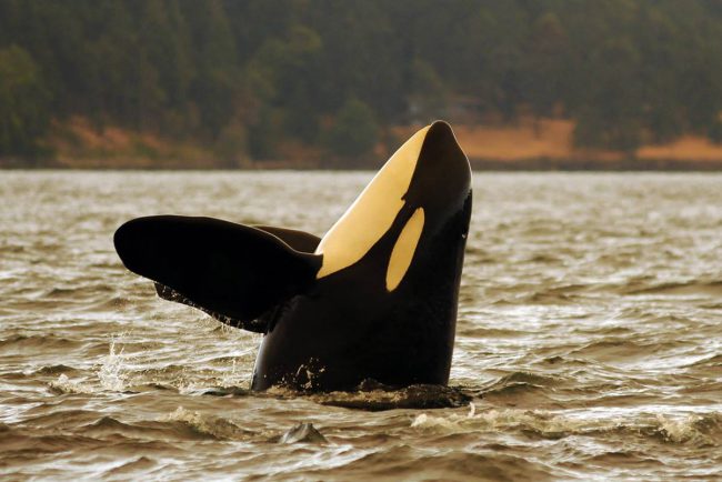 Endangered orca believed dead off B.C. coast, bringing population down ...