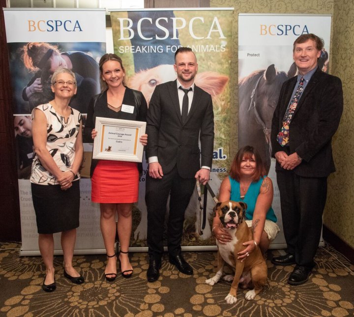 Before and after: Once neglected and abused, these BC SPCA rescue dogs ...