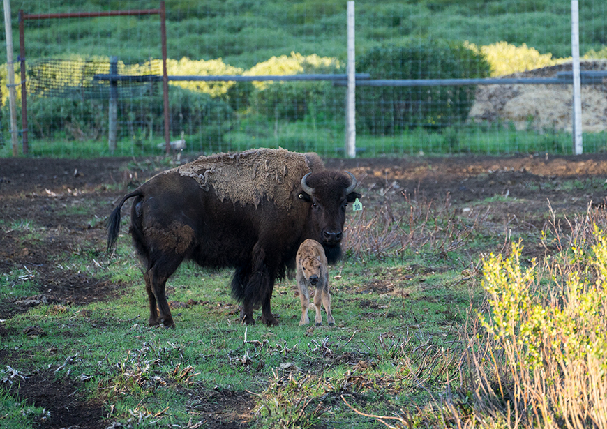 ‘Made in Banff’: National park celebrates birth of first Banff-bred ...