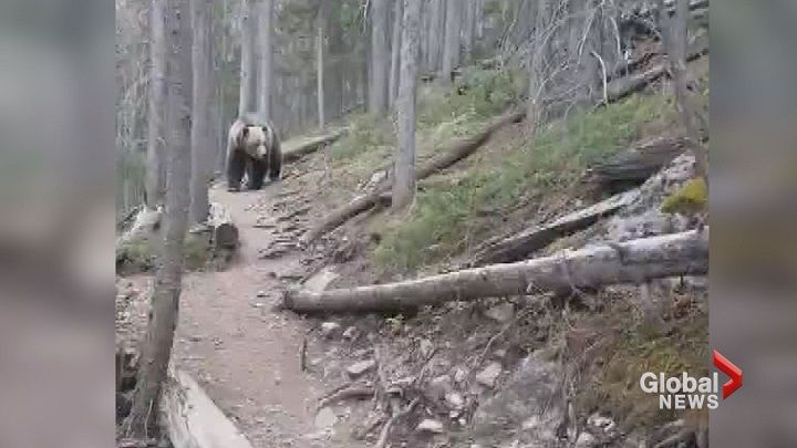 Australian couple captures video of close encounter with grizzly bear ...