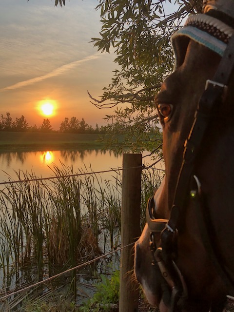 Best of ‘Your Manitoba’ in June 2018 - Winnipeg | Globalnews.ca
