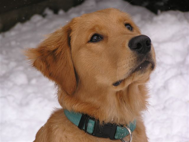 Retired COPE dog Buddy to paddleboard around Lake Simcoe to raise funds ...