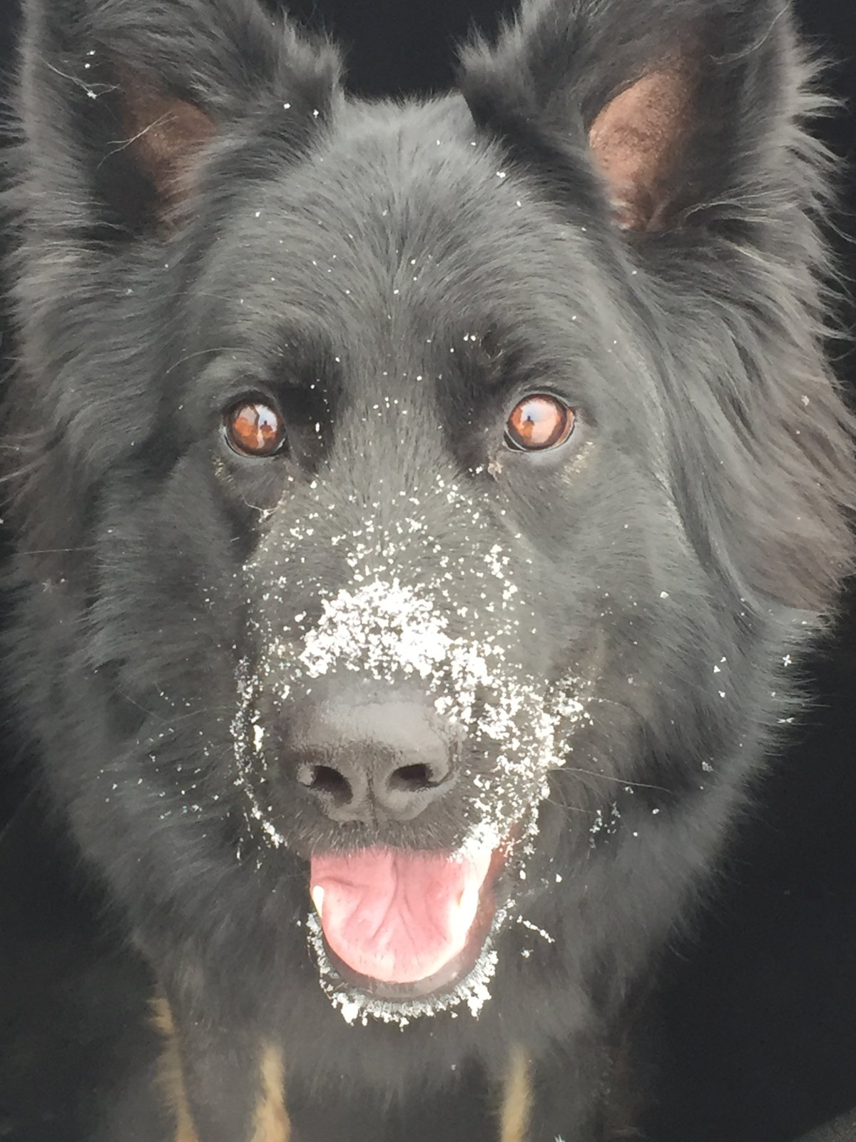 Meet Gabby, one of 5 B.C. RCMP dogs being ‘laid off’ because of legal ...