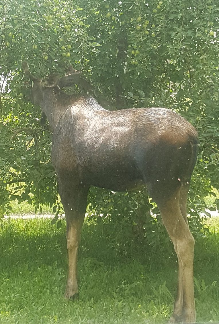 Multiple moose sightings in northeast Calgary keep wildlife officials ...