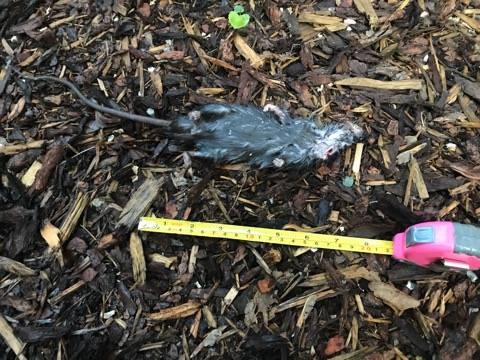 Rats in rat-free Alberta? Province confirms 3 found in Calgary in 2018 ...