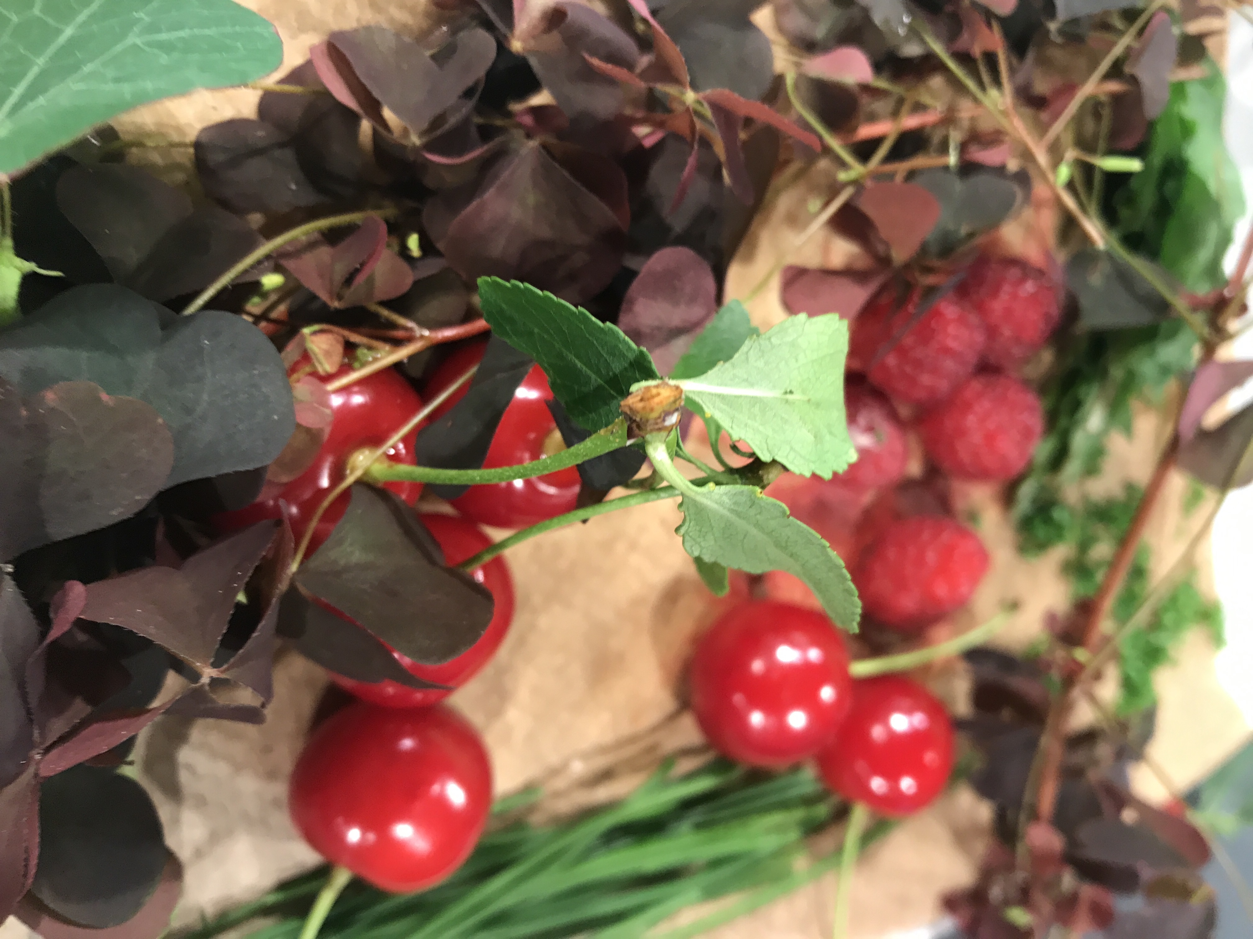 Backyard bounty: Foraging for free flavour in Alberta | Globalnews.ca