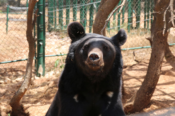 Zoo animals rescued from war zones in Syria and Iraq find sanctuary in ...