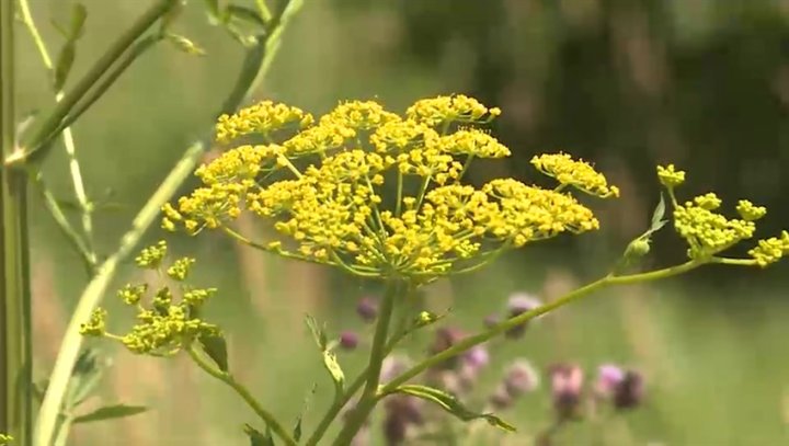 Woman suffers horrific burns, blisters after touching invasive wild ...