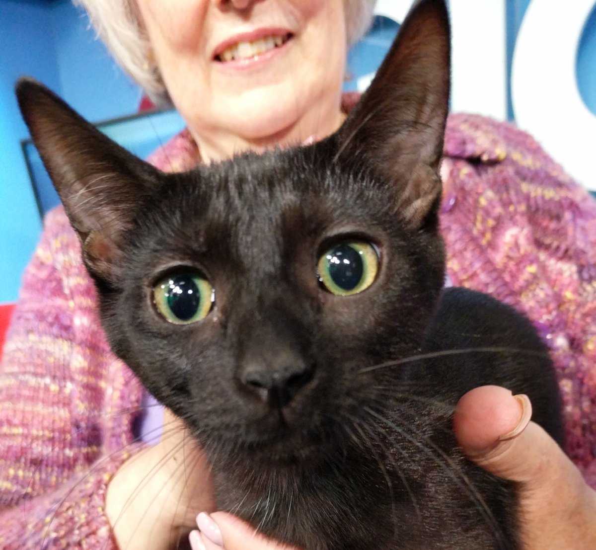 Adopt a Pal: Playful kittens looking for their forever homes - Winnipeg ...