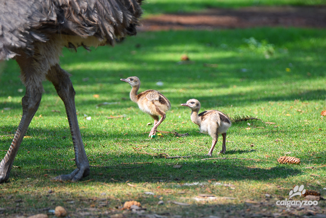 Greater Rhea