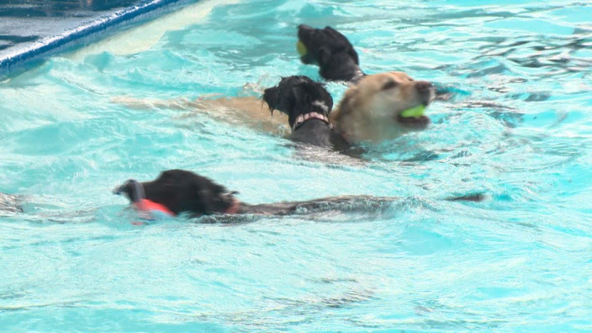 IN PHOTOS: Dog days of summer go out with a splash in St. Albert ...