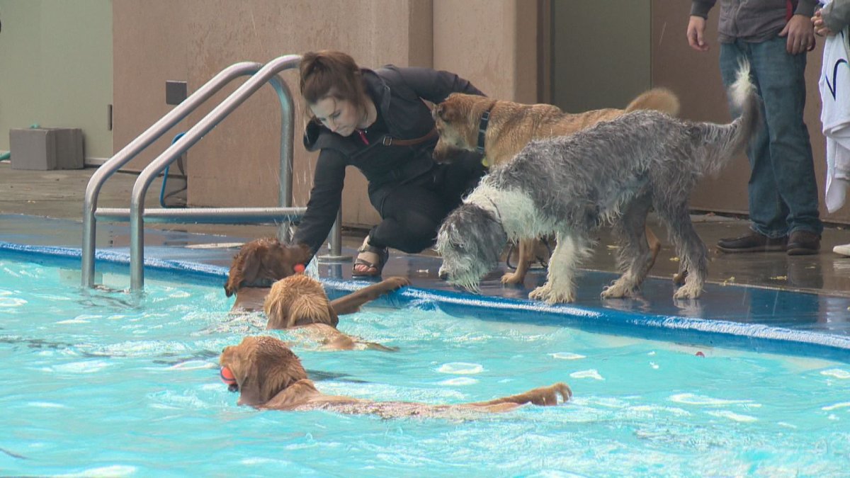 IN PHOTOS: Dog days of summer go out with a splash in St. Albert ...