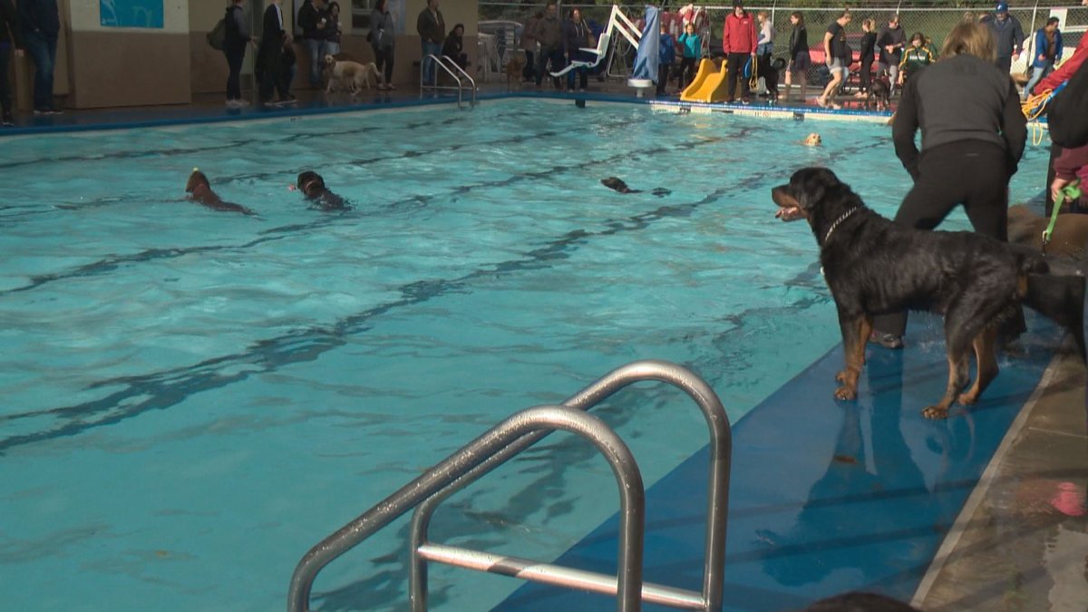 IN PHOTOS: Dog days of summer go out with a splash in St. Albert ...