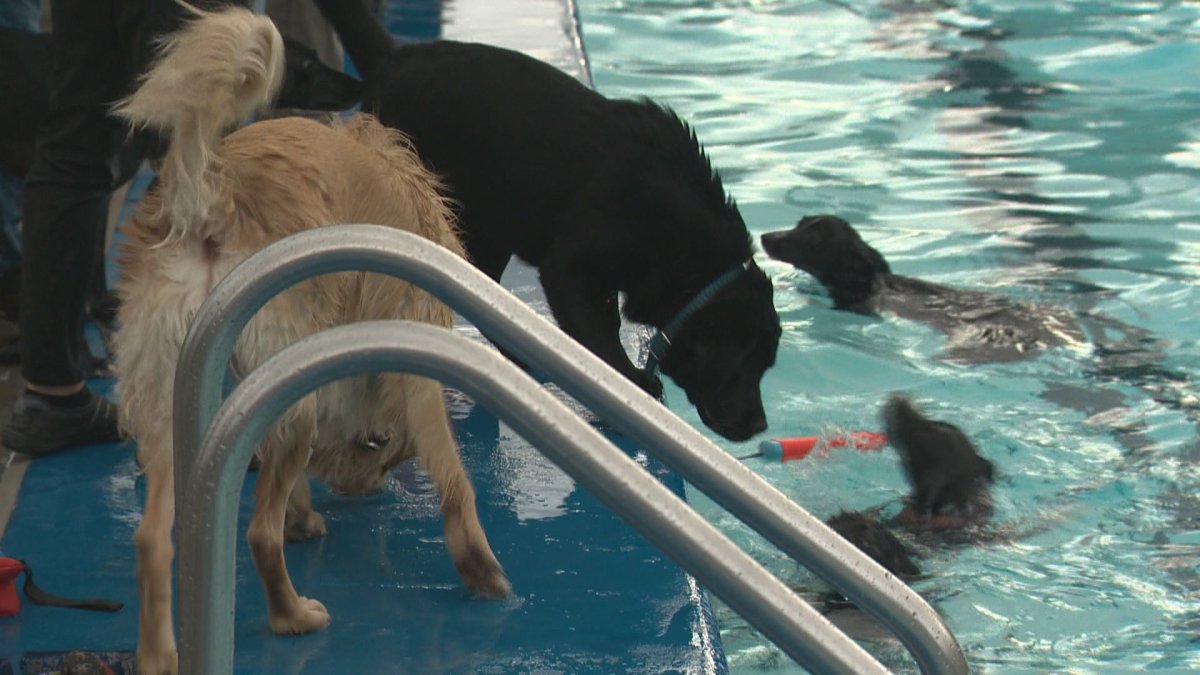 IN PHOTOS: Dog days of summer go out with a splash in St. Albert ...