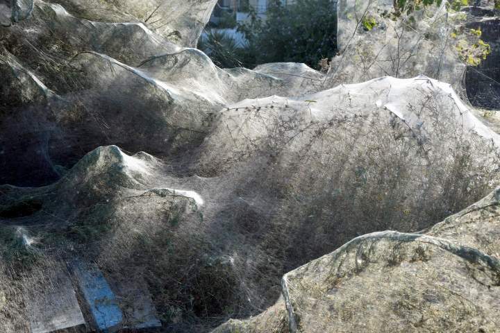 A 300-metre-long spiderweb has been woven in Greece, with likely ...