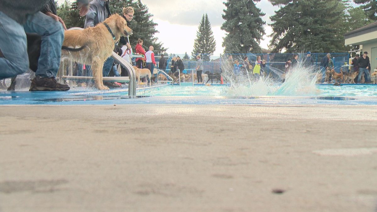 IN PHOTOS: Dog days of summer go out with a splash in St. Albert ...