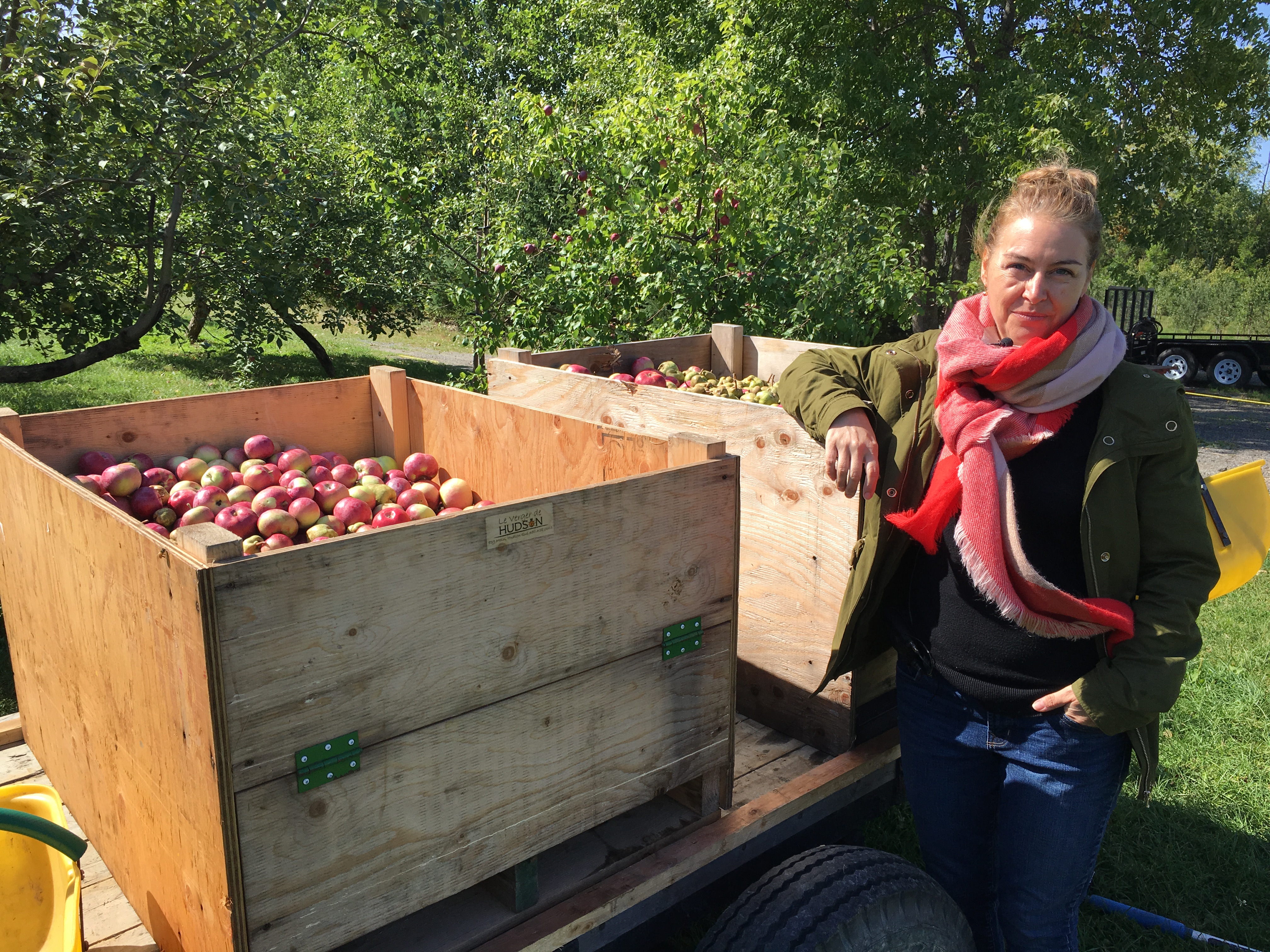 Hudson orchard cancels apple-picking season after Ottawa storm ...