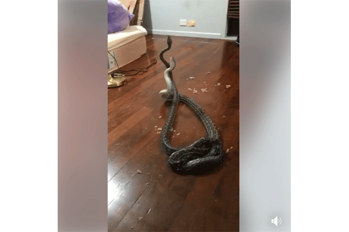 Fighting snakes fall through ceiling into bedroom of family’s Australia ...