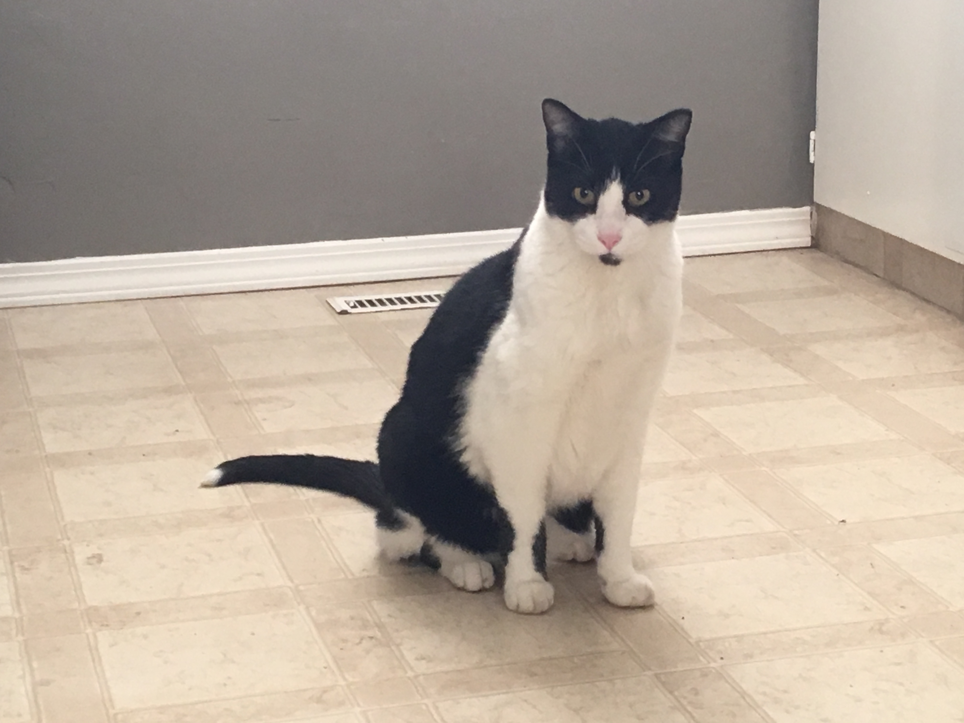 After disappearing a year earlier, Alberta cat reunited with owners ...