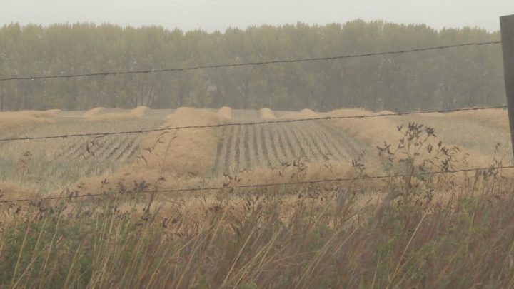 Alberta farmers worried as cold weather hurts harvests | Globalnews.ca