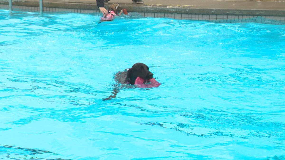 In Photos: Oliver Pool goes to the dogs for a good cause - Edmonton ...