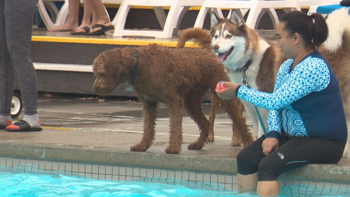 In Photos: Oliver Pool goes to the dogs for a good cause - Edmonton ...