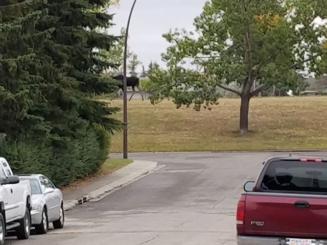 Wayward moose to be relocated after crashing into car in northeast ...