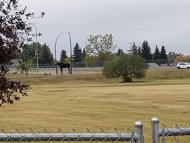 Wayward moose to be relocated after crashing into car in northeast ...