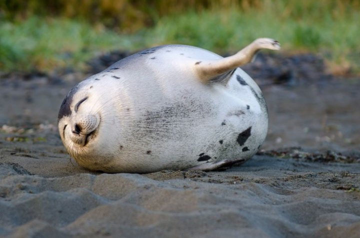 Photogenic ‘smiling’ seal spotted on N.L beach dies, prompts DFO ...
