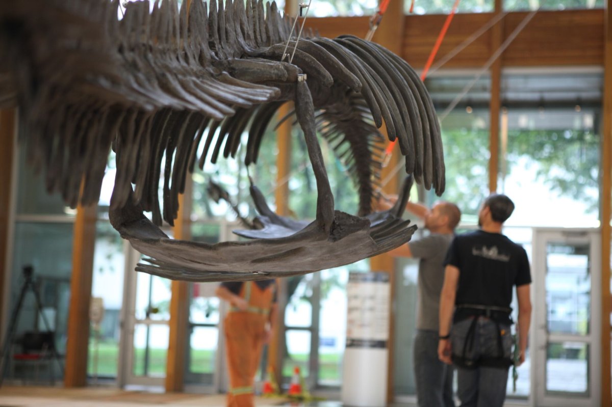 13 metre-long ‘sea monster’ arrives at UBC atrium | Globalnews.ca