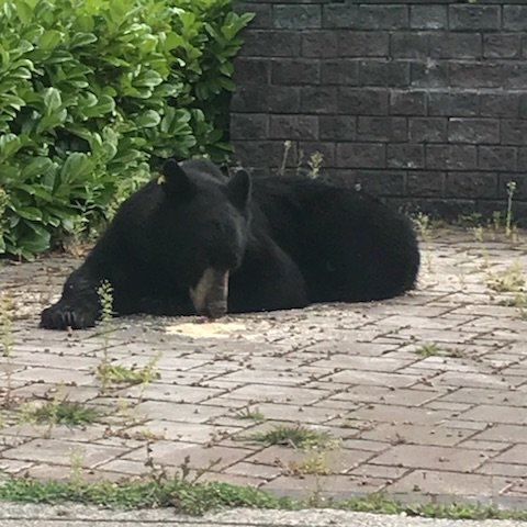 Black bear climbs into Coquitlam family’s van while child still inside ...