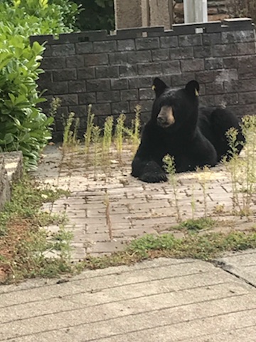 Black bear climbs into Coquitlam family’s van while child still inside ...
