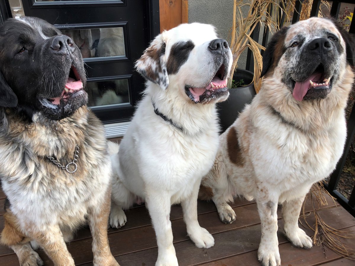Trio of Saint Bernards find forever home together with Alberta family ...
