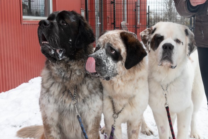 Trio of Saint Bernards find forever home together with Alberta family ...