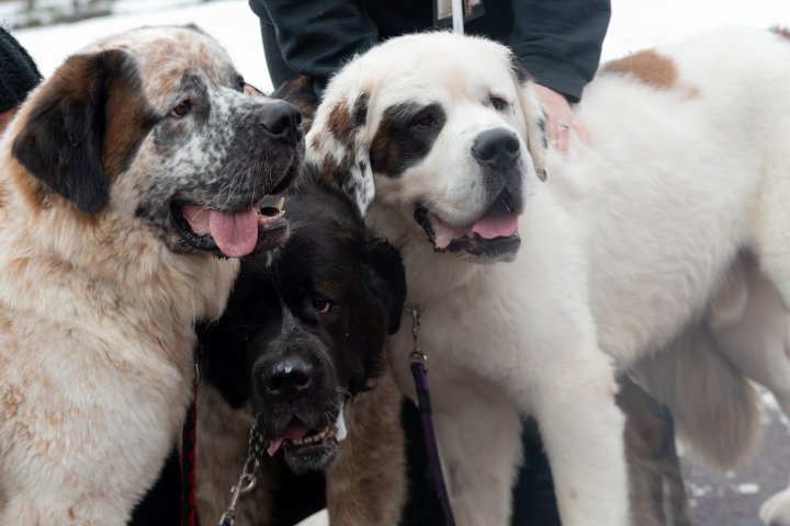 Trio of Saint Bernards find forever home together with Alberta family ...