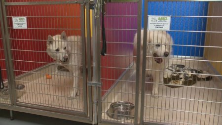 Calgary animal shelter issues plea as it hits capacity with stray cats ...