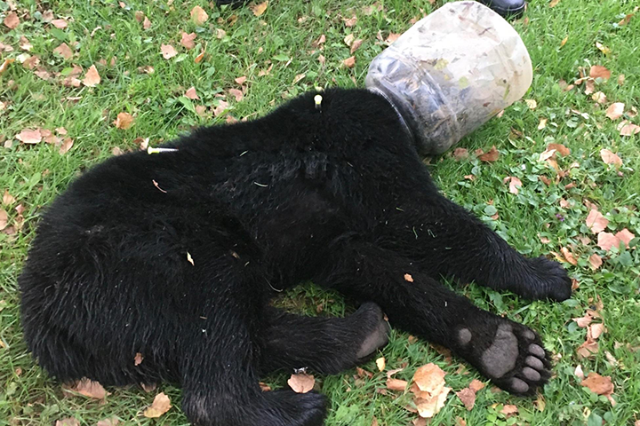 bear stuck | News, Videos & Articles